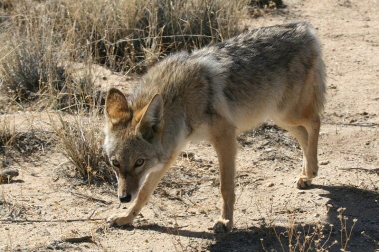 Do Jackal Dog Hybrids Exist? The Interesting Answer | Hepper Pet Resources