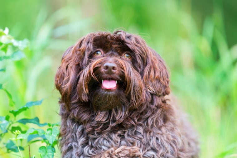 27 Different Havanese Colors (With Pictures) | Hepper Pet Resources