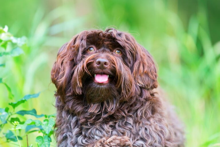 27 Different Havanese Colors (With Pictures) | Hepper Pet Resources