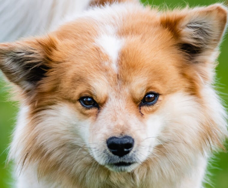 Throwback Pomeranian: Pictures, Facts, Origin & History | Hepper Pet ...