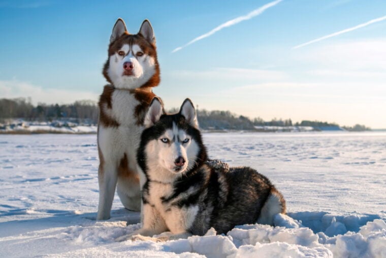 Do Dogs' Paws Get Cold? Vet-Verified Facts & FAQ | Hepper Pet Resources