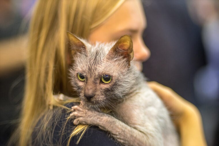 17 Surprising Lykoi (Wolf Cat) Facts: Origin, Appearance, Traits & More ...