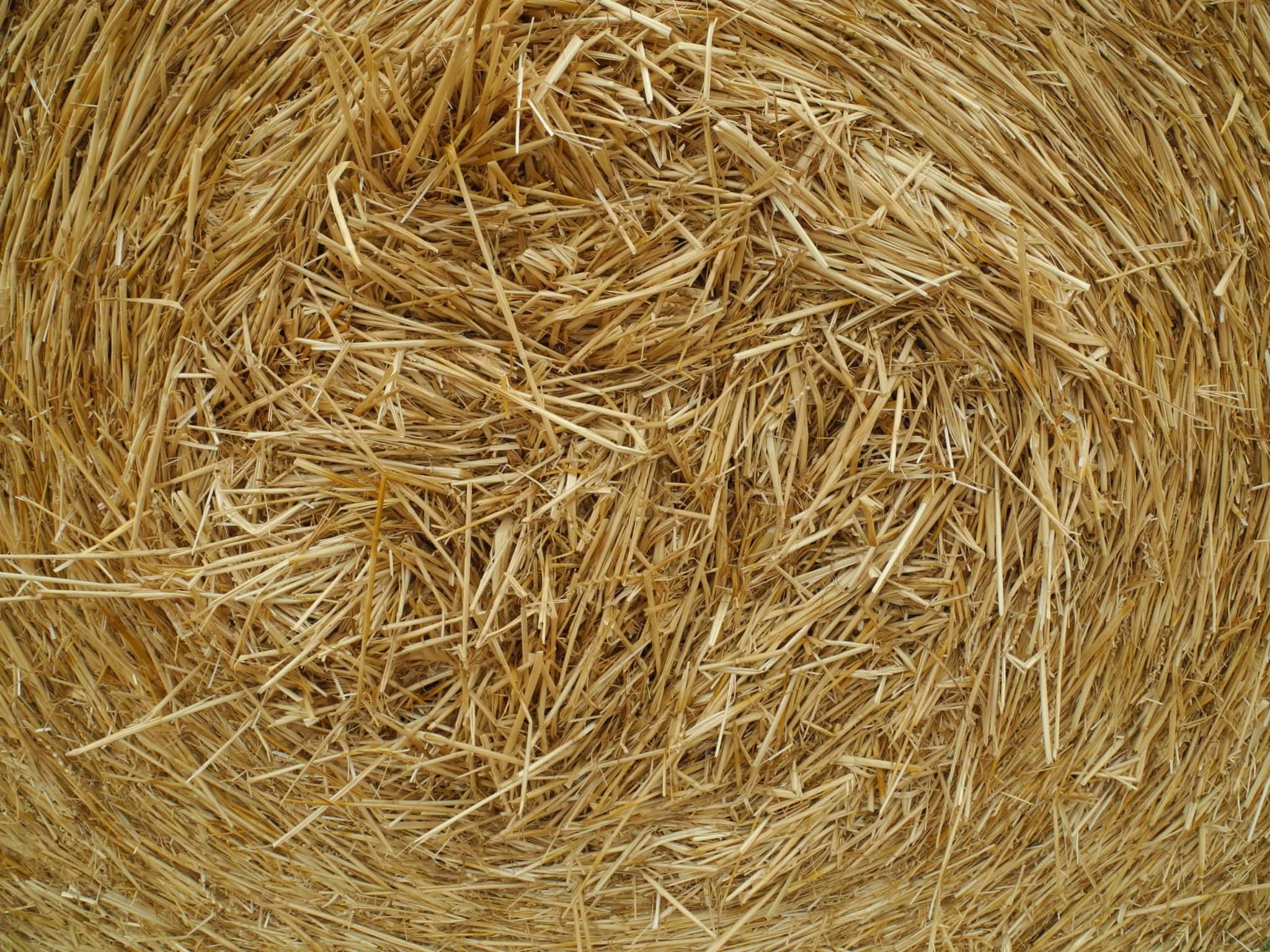 Can Hamsters Eat Hay? Vet Approved Facts & FAQ | Hepper Pet Resources