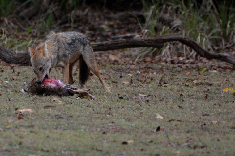 What Is a Jackal? Key Facts & Connection to Dogs | Hepper Pet Resources