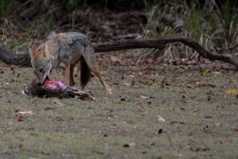What Is a Jackal? Key Facts & Connection to Dogs | Hepper Pet Resources