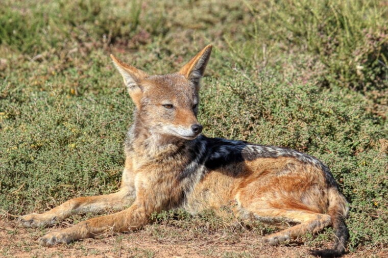 What Is a Jackal? Key Facts & Connection to Dogs | Hepper Pet Resources