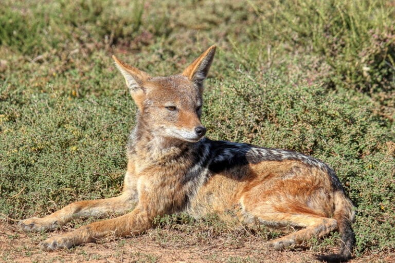 What Is a Jackal? Key Facts & Connection to Dogs | Hepper Pet Resources