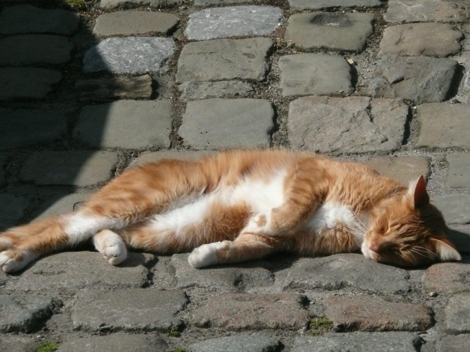 Why Is Your Cat Crossing Their Front Paws? 5 Possible Reasons | Hepper ...