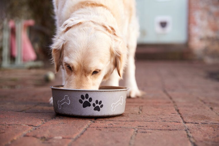 6 Foods High in Potassium for Dogs (Vet-Reviewed Sources) | Hepper Pet ...