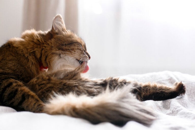 How to Stop Your Cat From Over-Grooming: 11 Vet-Approved Methods ...