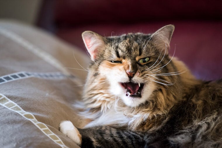 Why Does My Cat Attack Me at Night? 8 Vet-Reviewed Reasons & How to ...