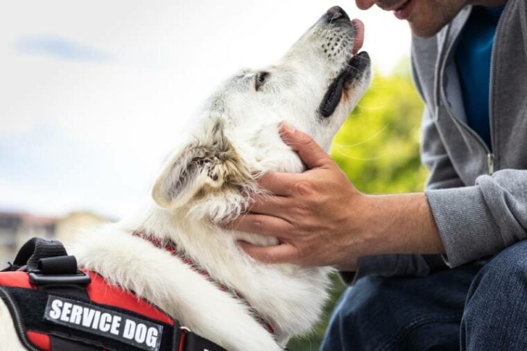 Hearing Dogs: What They Do & How to Get One | Hepper Pet Resources
