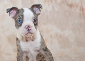 Boston Terrier Health Issues - 13 Common Conditions (Vet Answer ...