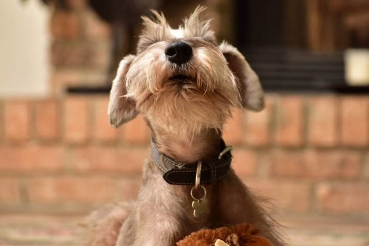 Why Do Dogs Howl at Sirens? 6 Vet-Reviewed Reasons | Hepper Pet Resources