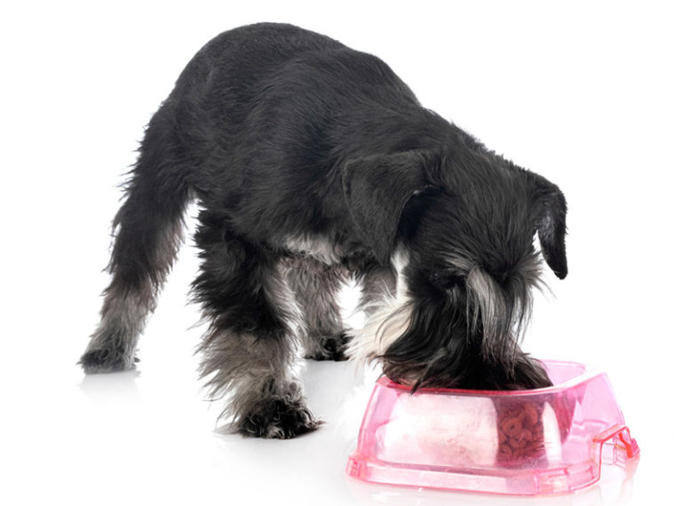 How Big Does a Miniature Schnauzer Get? (With Growth & Weight Chart ...