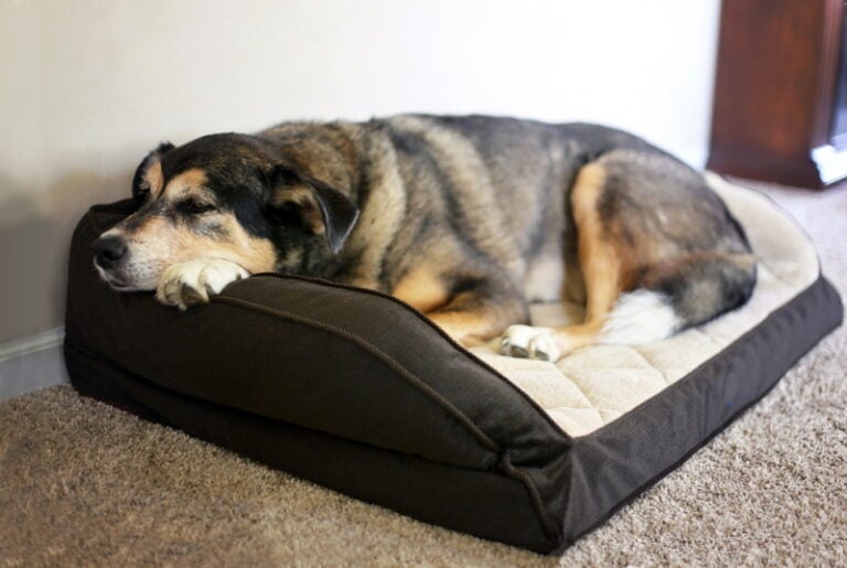 Are Dogs Nocturnal? Canine Sleep Habits Explained | Hepper Pet Resources