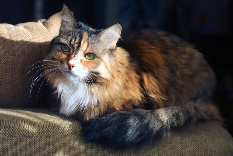 Adopting a Senior Cat: Guide & Considerations | Hepper Pet Resources