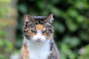 Are Calico Cats Rare? Here’s What Science Says | Hepper Pet Resources