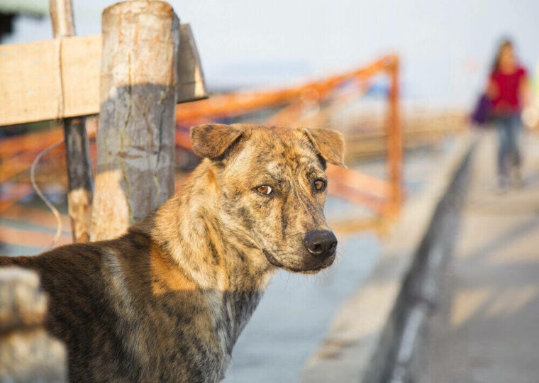 4 Vietnamese Dog Breeds You Need to See (With Info & Pictures) | Hepper ...