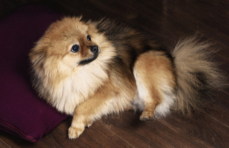 20 Pomeranian Colors, Patterns & Combinations (With Pictures) | Hepper ...