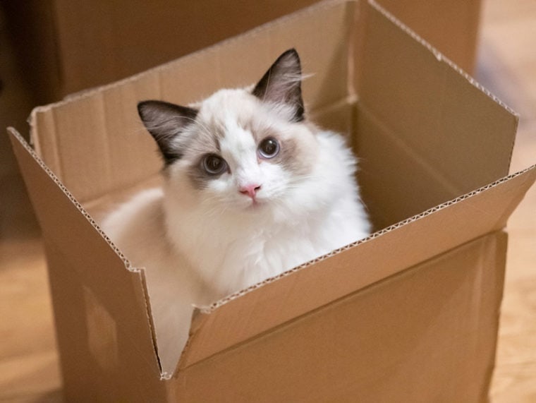 Why Cats Love Cardboard: 6 Reasons For This Behavior | Hepper Pet Resources