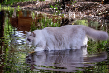 21 Cat Breeds That Like Water (With Info & Pictures) | Hepper Pet Resources