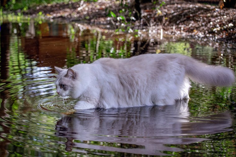 21 Cat Breeds That Like Water (With Info & Pictures) | Hepper Pet Resources