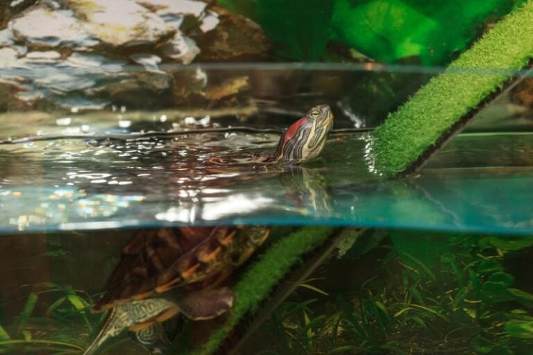 Do Turtles Drink Water? Science-Based Facts & FAQ | Hepper Pet Resources