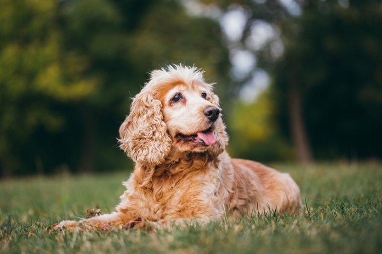 How to Train a Cocker Spaniel: 15 Expert Tips | Hepper Pet Resources