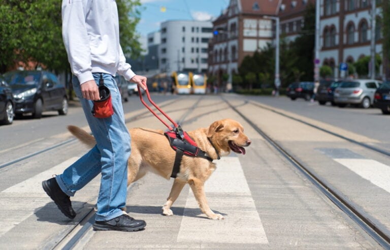 How Much is a Guide Dog in 2026? Cost Breakdown & FAQs | Hepper Pet ...