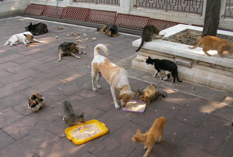 When Is World Stray Animals Day 2026? When Is It & How to Celebrate ...
