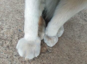 Why Is Your Cat's Paw Swollen? 6 Vet Reviewed Reasons | Hepper Pet ...