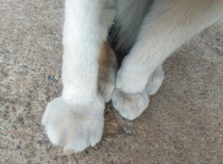 Why Is Your Cat's Paw Swollen? 6 Vet Reviewed Reasons | Hepper Pet ...