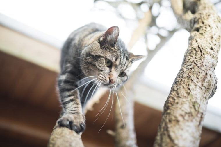Can Cats Climb Down Trees? Feline Abilities & Facts | Hepper Pet Resources