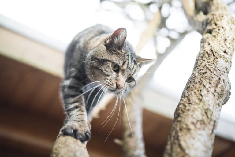 Why Do Cats Get Stuck in Trees? Feline Facts & FAQs | Hepper Pet Resources