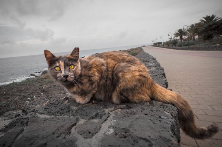 Are There Any Male Tortoiseshell Cats? Genetics & History Explained ...