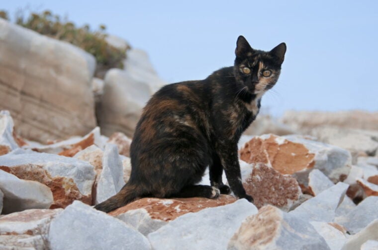 How Long Do Tortoiseshell Cats Live? Average Lifespan, Data & Care ...
