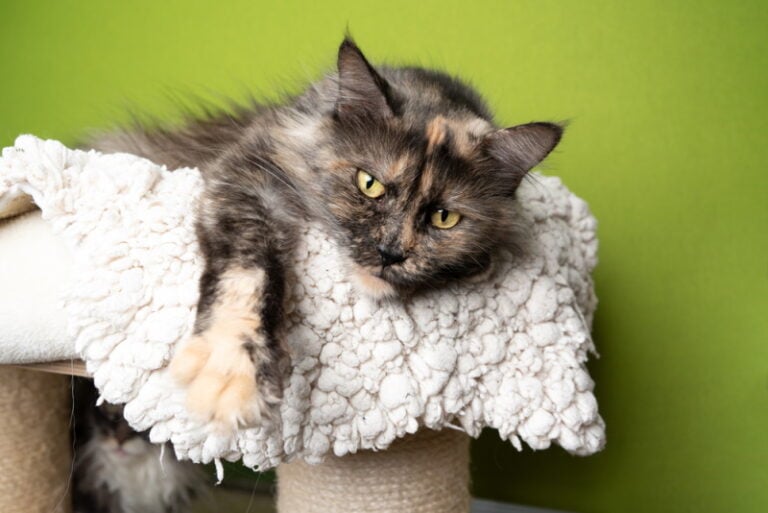 Are There Any Male Tortoiseshell Cats? Genetics & History Explained ...