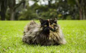 Tortoiseshell Cat vs Calico Cat: Coat Patterns Explained | Hepper Pet ...