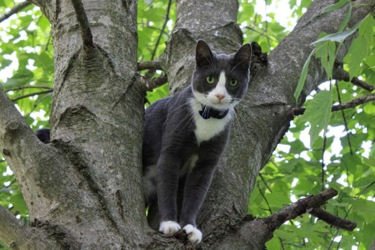 Can Cats Climb Down Trees? Feline Abilities & Facts | Hepper Pet Resources