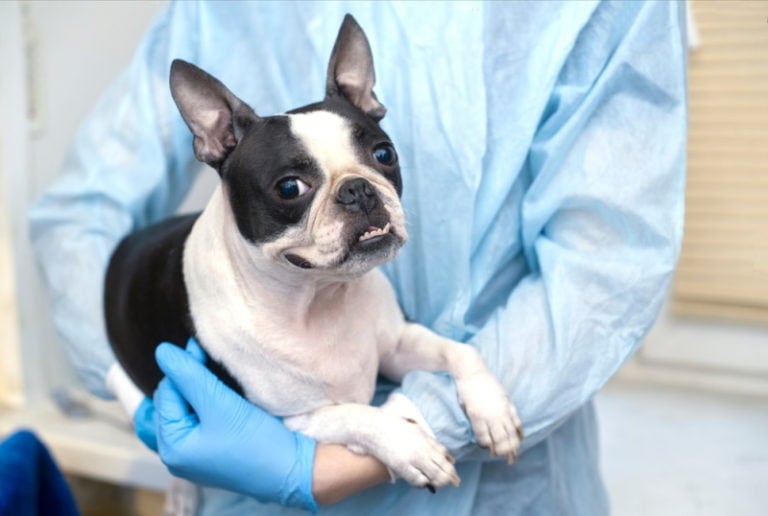Brachycephalic Airway Syndrome In Dogs: Our Vet Explains Causes, Signs ...