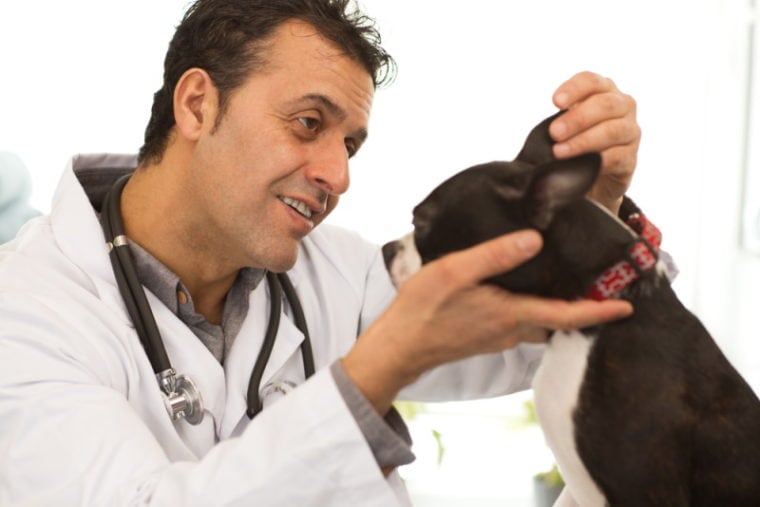 Dog Fasting 101 - Vet Reviewed Risks & Benefits | Hepper Pet Resources