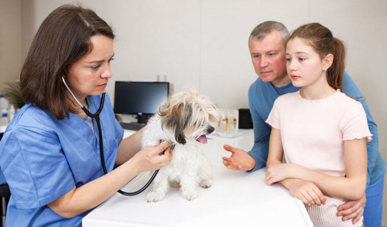 What Is the Cost of a Dog Cesarean Section? 2026 Update | Hepper Pet ...