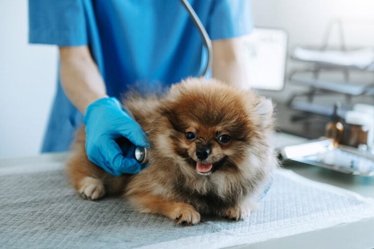 Pomeranian Pros & Cons: What to Know Before Getting One | Hepper Pet ...
