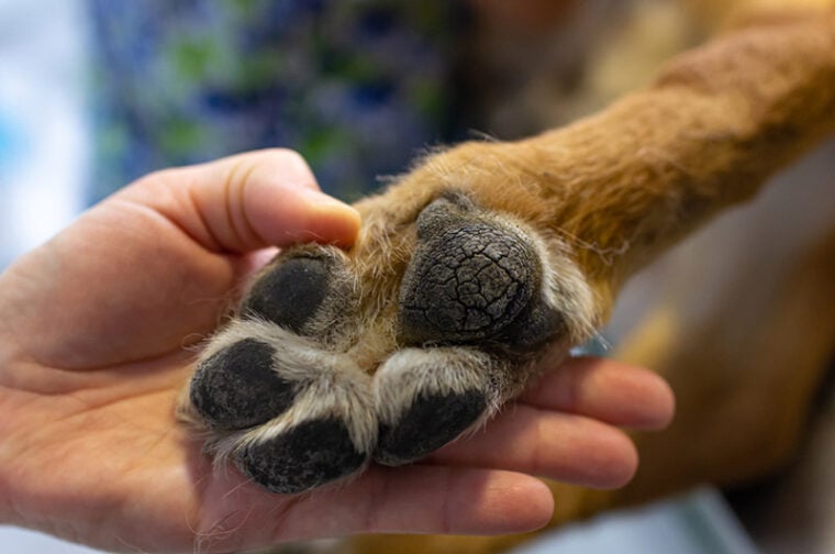 Dog Paw Problems: 9 Common Issues & Solutions (Vet Answer) | Hepper Pet ...