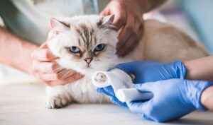 How to Bandage a Cat Paw: 6 Vet-Approved Easy Steps | Hepper Pet Resources