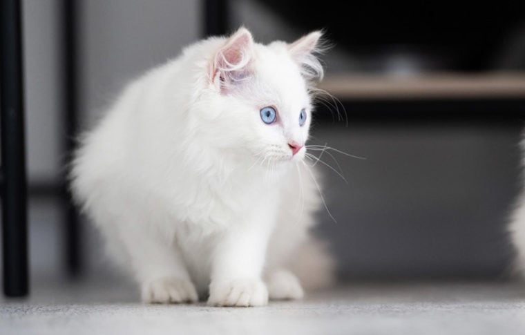 White Ragdoll Cat: Pictures, Facts, Origin & History | Hepper Pet Resources