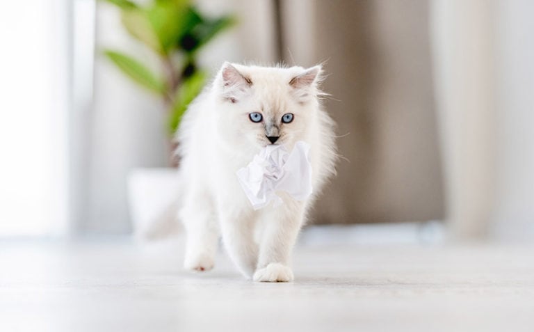 Can I Have Only One Cat? Vet Reviewed Facts & FAQ | Hepper Pet Resources