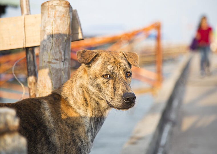 What Is a Phu Quoc Ridgeback Dog? Is It a Domestic Dog Breed? | Hepper ...