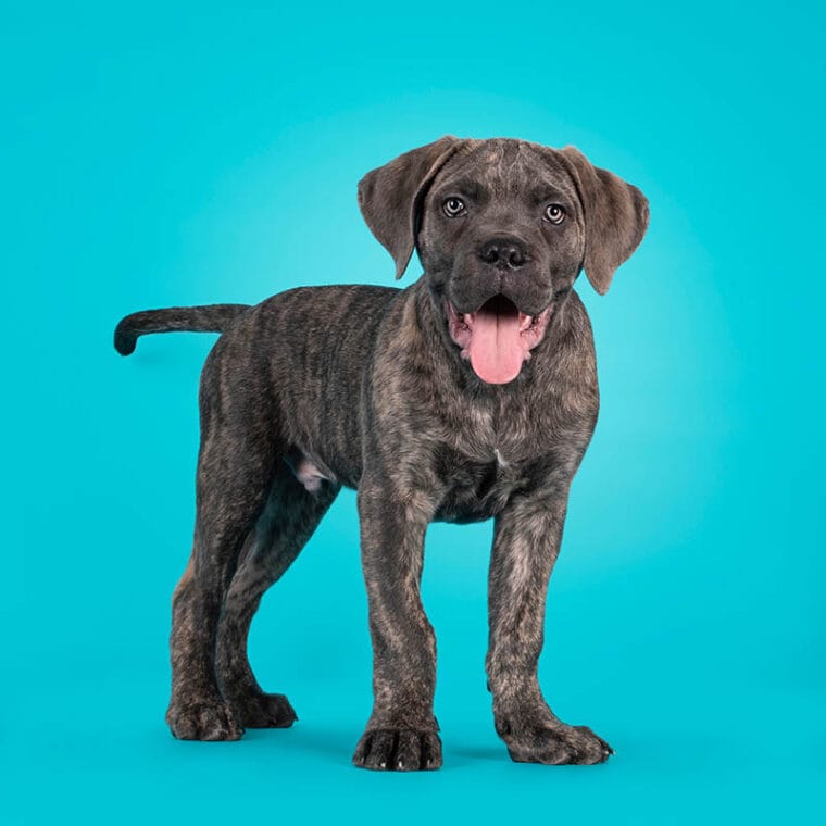 Blue Brindle Cane Corso: Facts, Origin & History (With Pictures ...